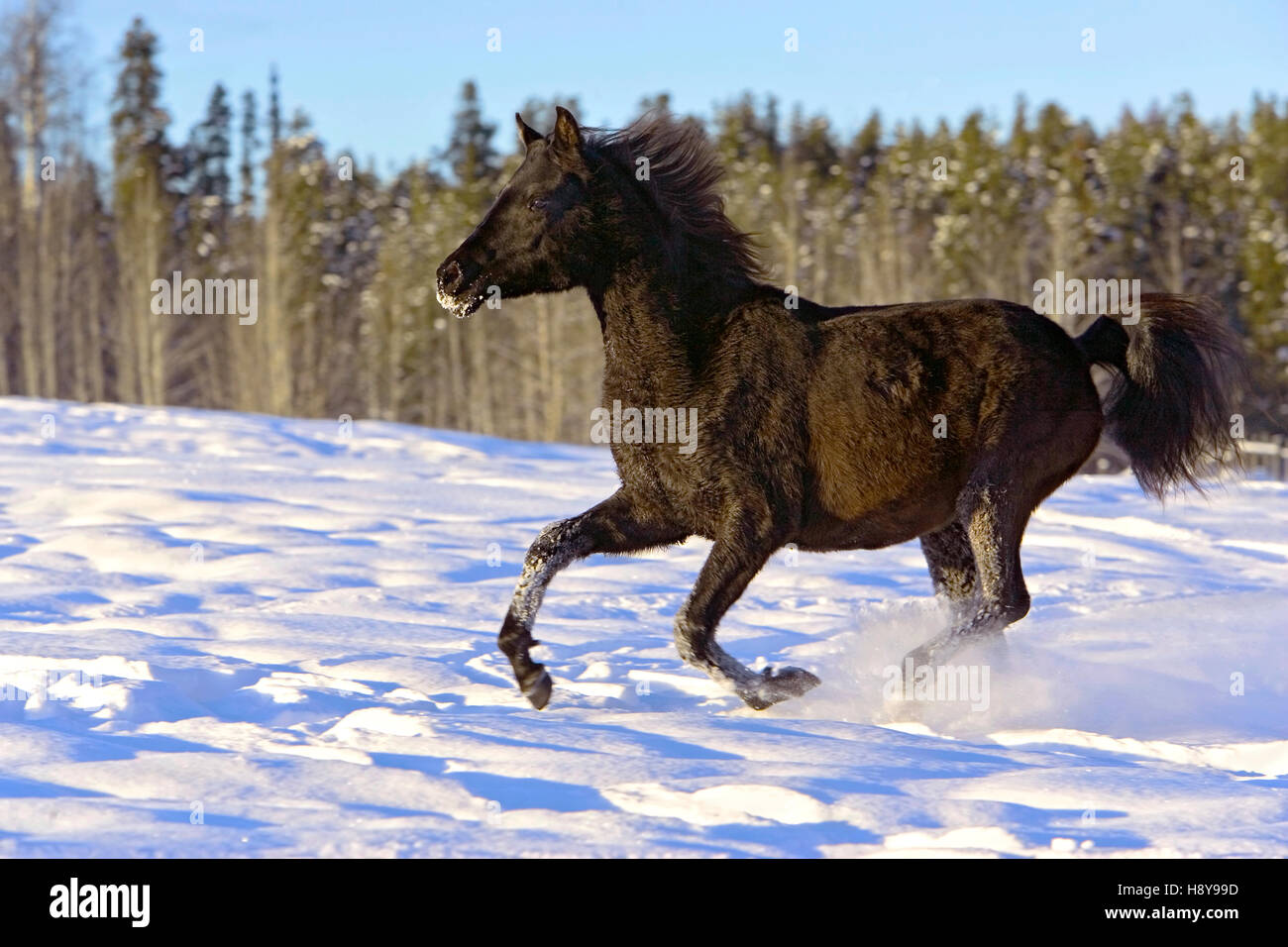 Black Arabian Filly running on snow covered meadow Stock Photo - Alamy