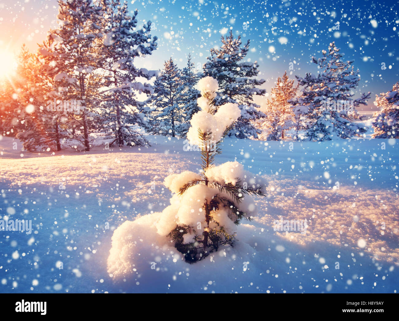 Tree in winter landscape Stock Photo - Alamy