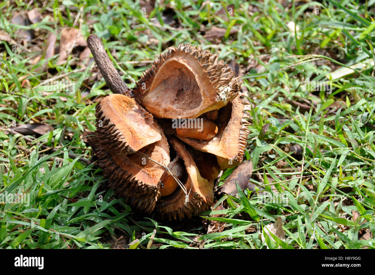 Durian fruit (gen; Durioand Stock Photo - Alamy