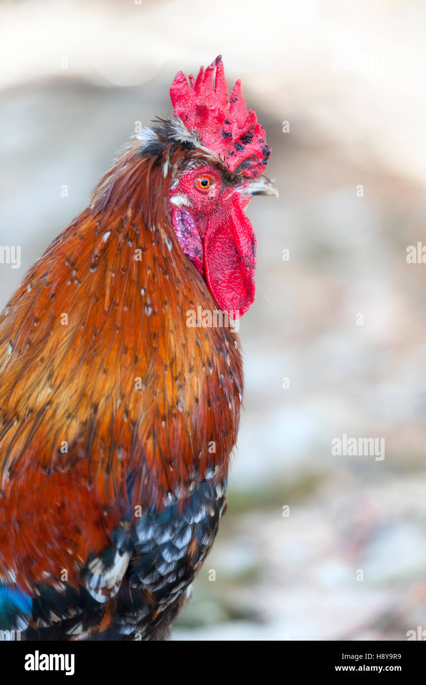 Cocky red rooster close-up Stock Photo - Alamy