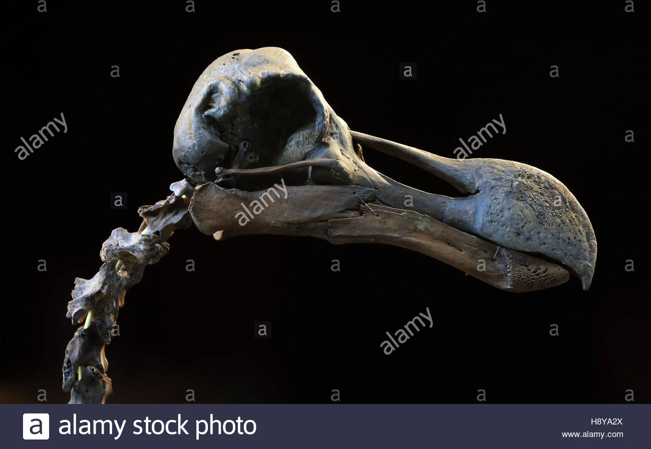 Dodo Skeleton Stock Photos & Dodo Skeleton Stock Images - Alamy