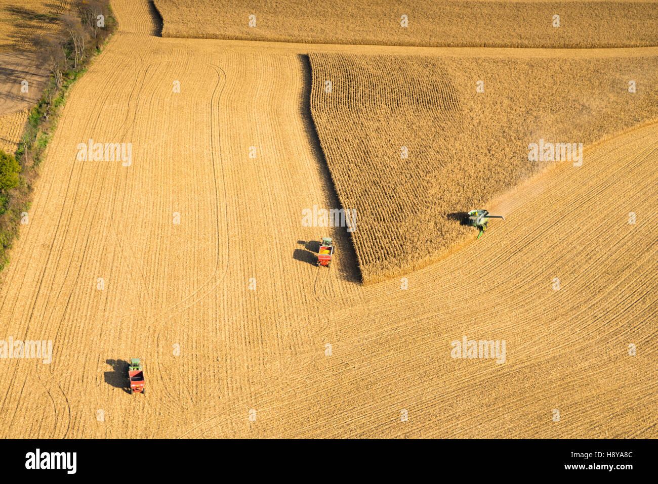 Aerial photograph of corn harvest in rural, southwest Wisconsin Stock ...
