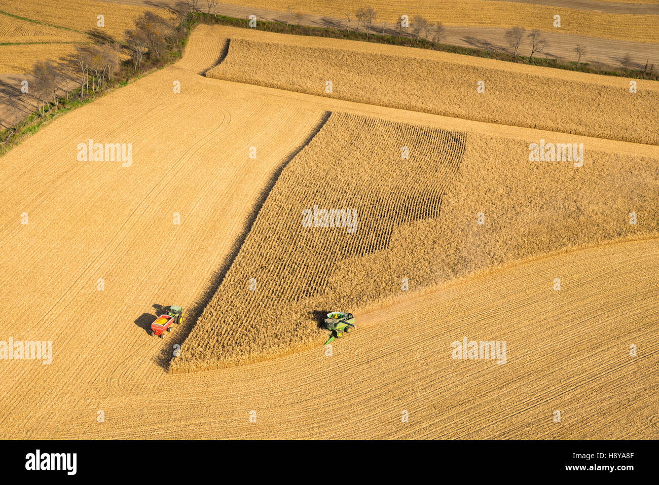 Aerial photograph of corn harvest in rural, southwest Wisconsin Stock ...