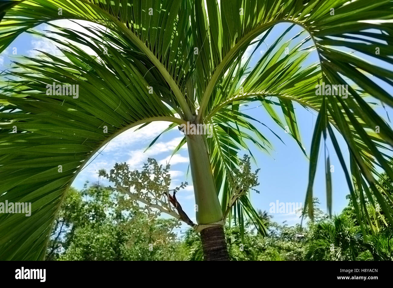 Fruitbearing tree hi-res stock photography and images - Alamy