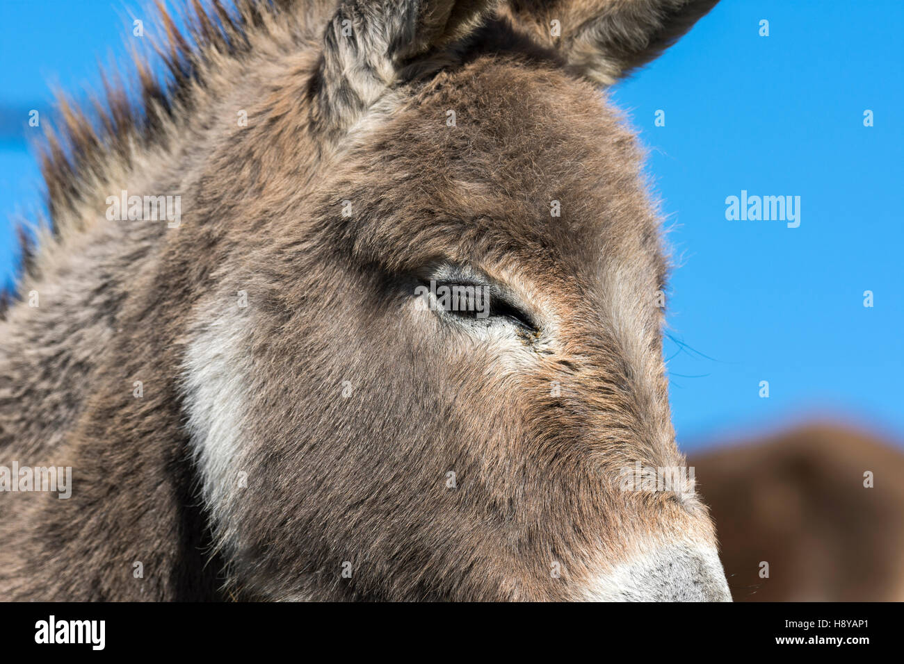 donkey in the Ligurian countryside Stock Photo - Alamy