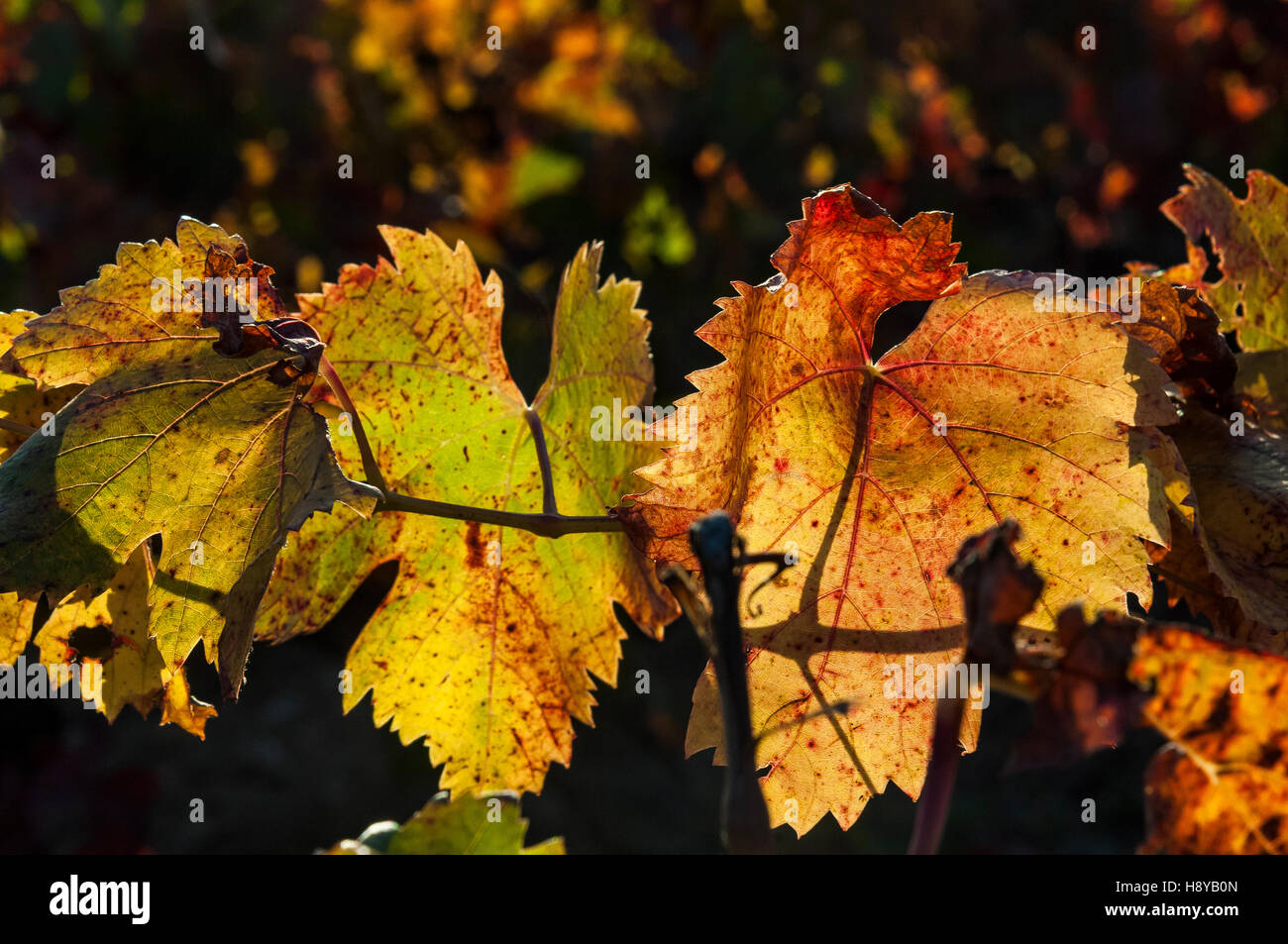 Feuille de vigne en Automne Provence France Stock Photo - Alamy