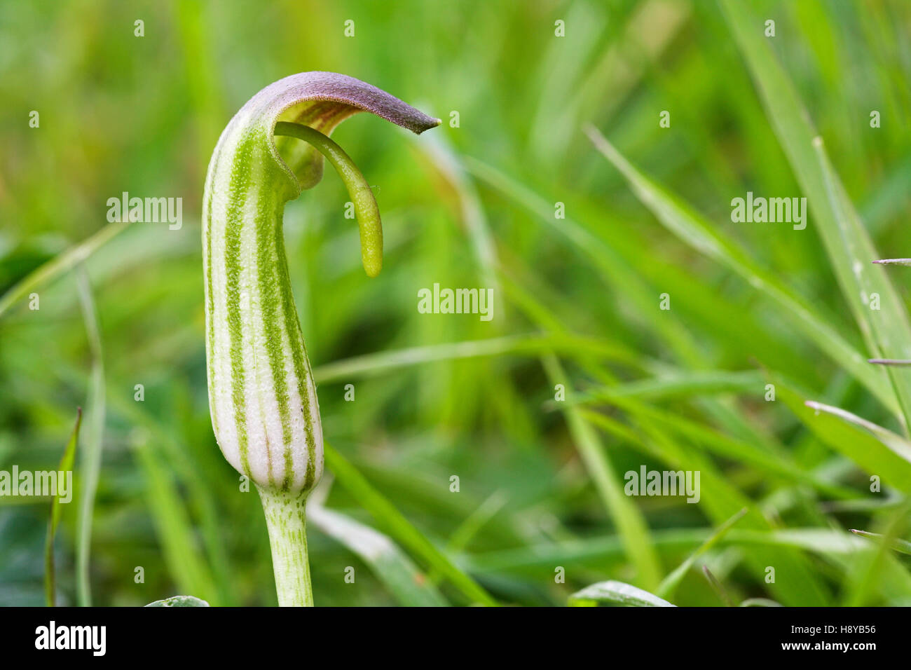 Friar's cowl Arisarum vulgare growing near the Etang d'Urbino Corsica ...