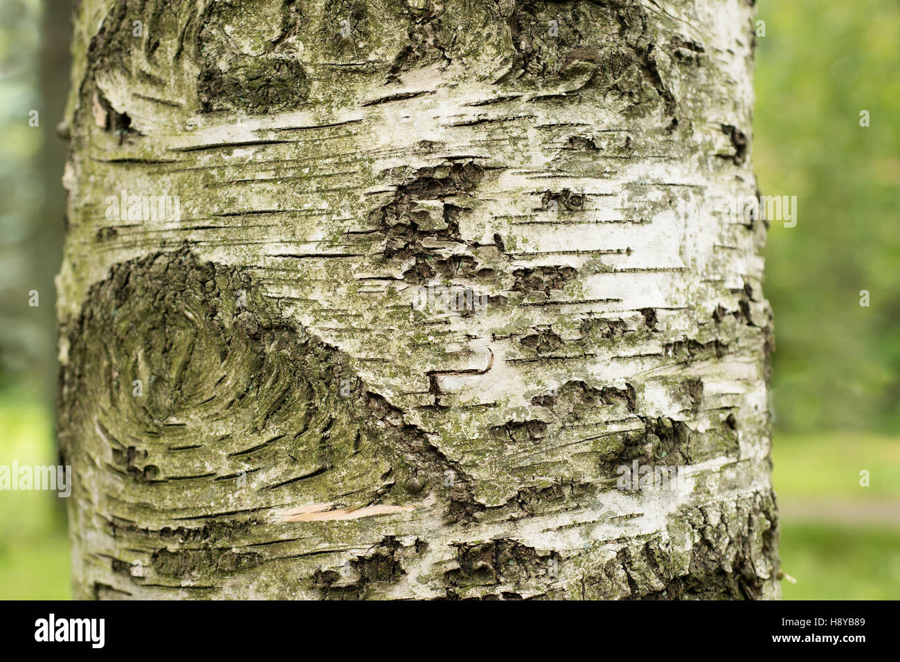 Trunk of a birch tree Stock Photo - Alamy
