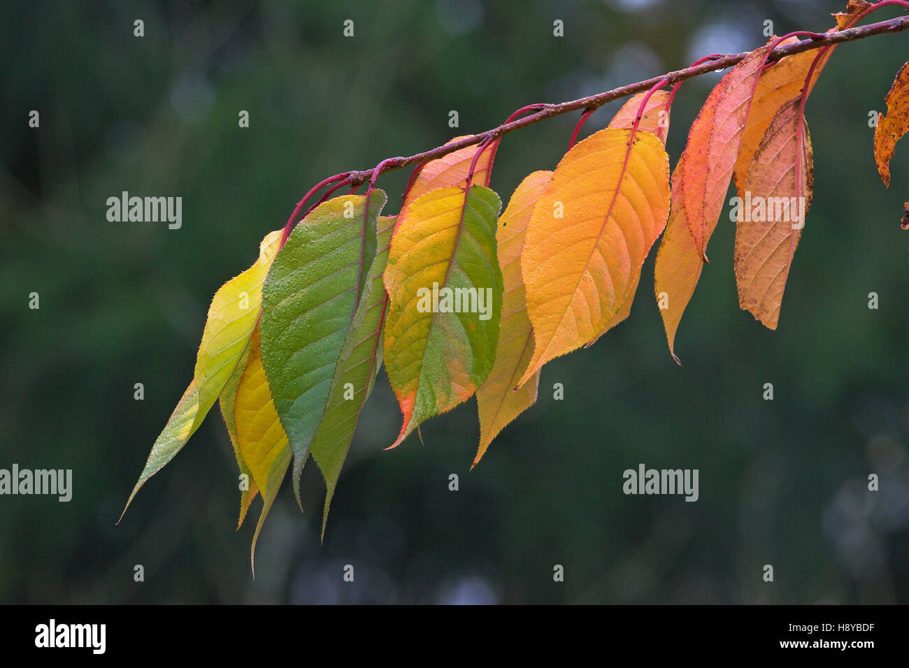 Leaves of Japanese cherry Prunus serrulata Rhinefield Arboretum New ...