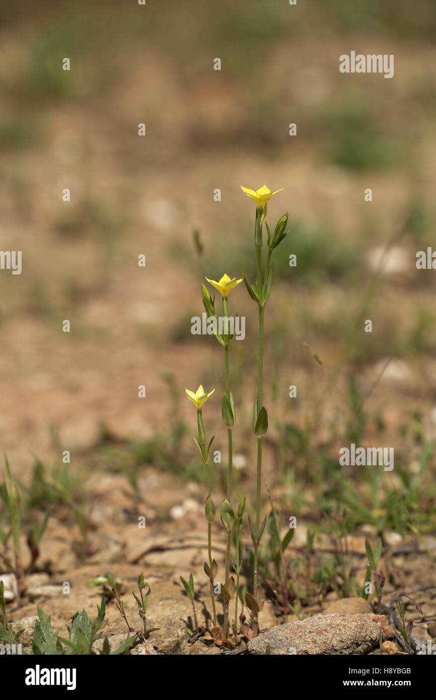 Yellow centaury Centaurium maritimum Corsica France Stock Photo - Alamy