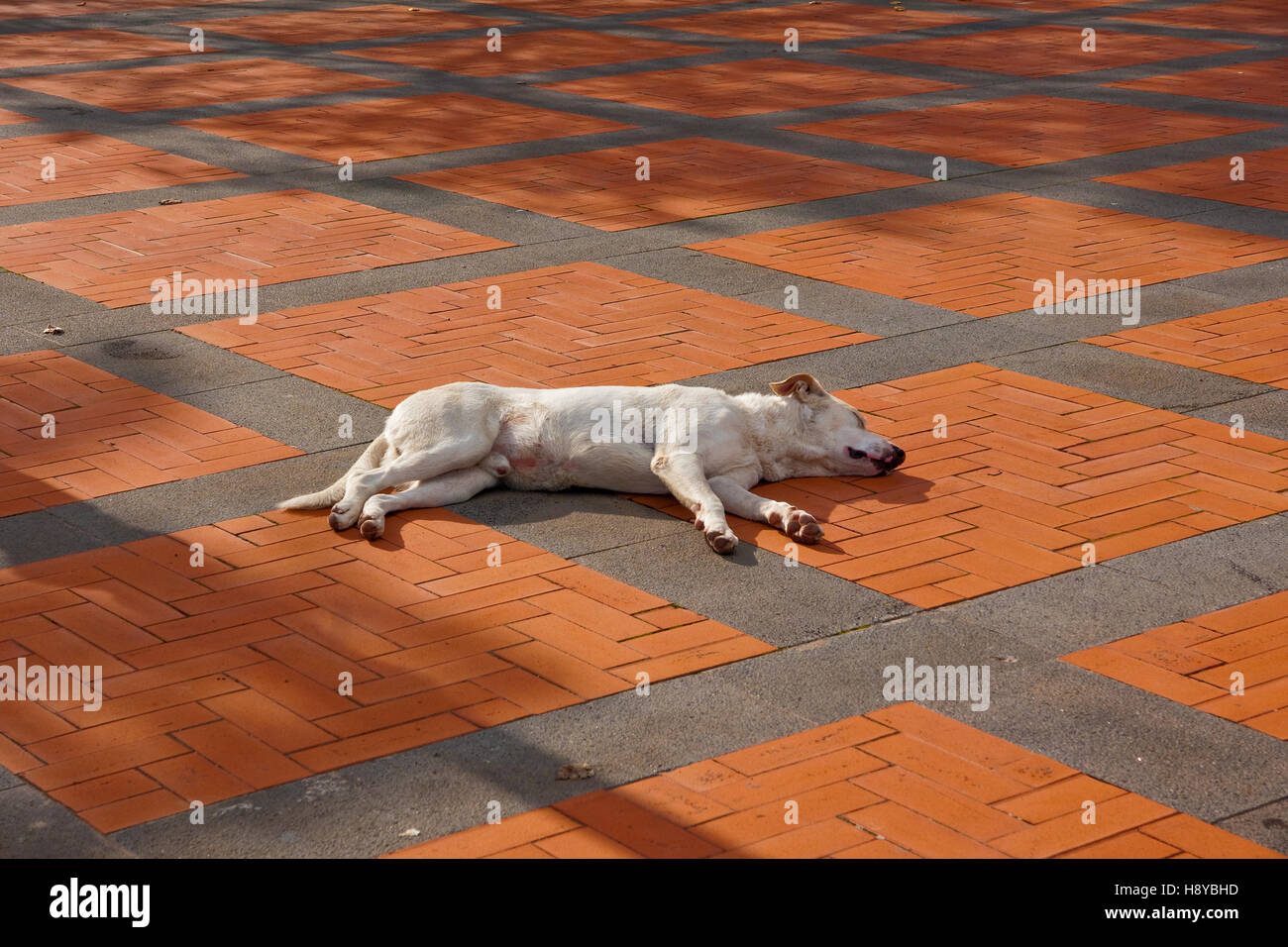 Sleeping dog soaks up the sun in Piazza Sant Andrea, Milo, Sicily Stock ...