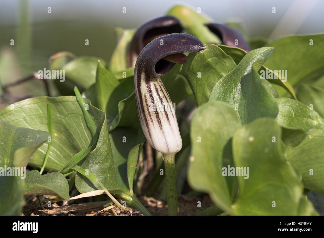 Friars cowl arisarum vulgare hi-res stock photography and images - Alamy