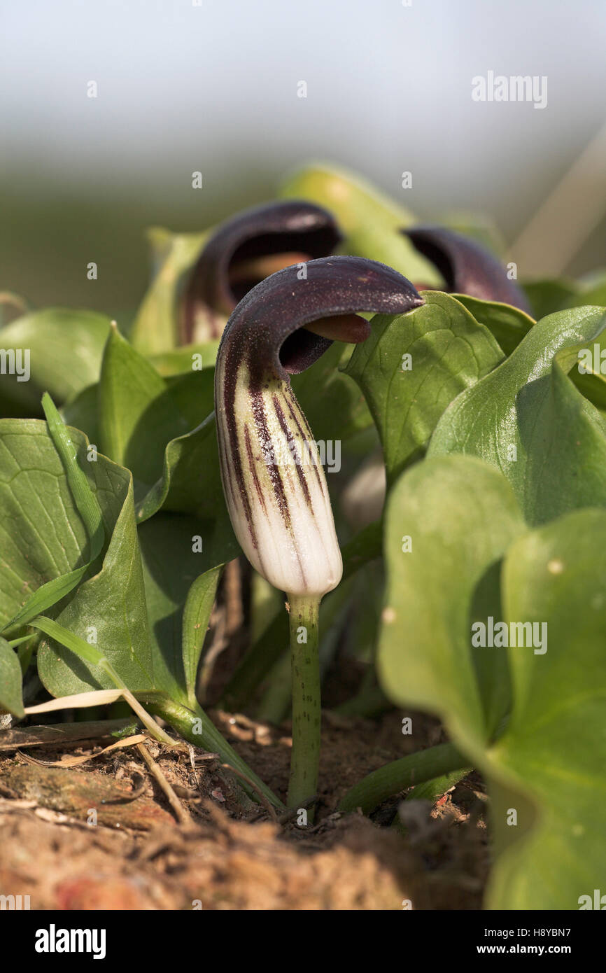 Friar's cowl Arisarum vulgare near Castro Verde Portual Stock Photo - Alamy