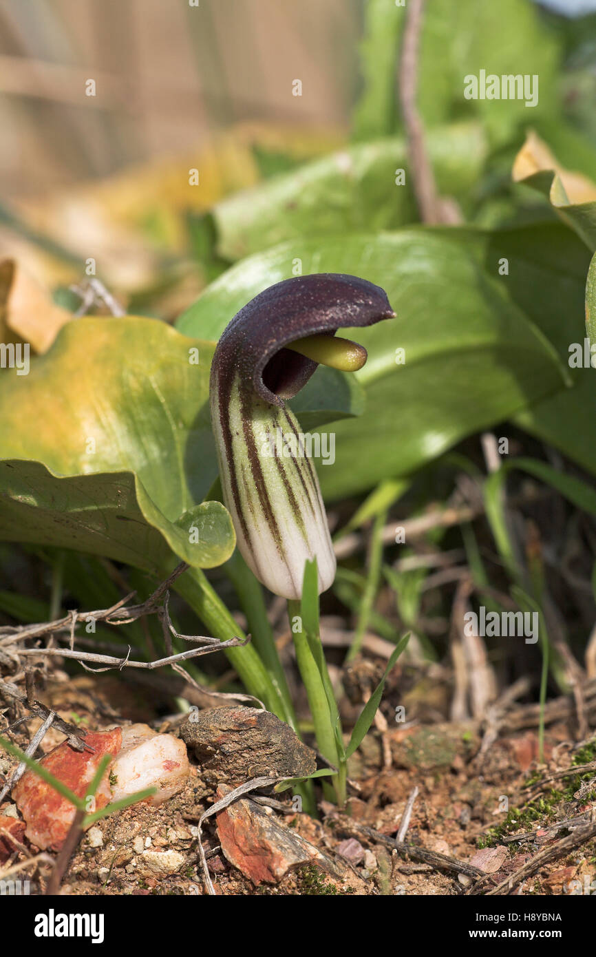 Friars Cowl Arisarum Vulgare High Resolution Stock Photography and ...