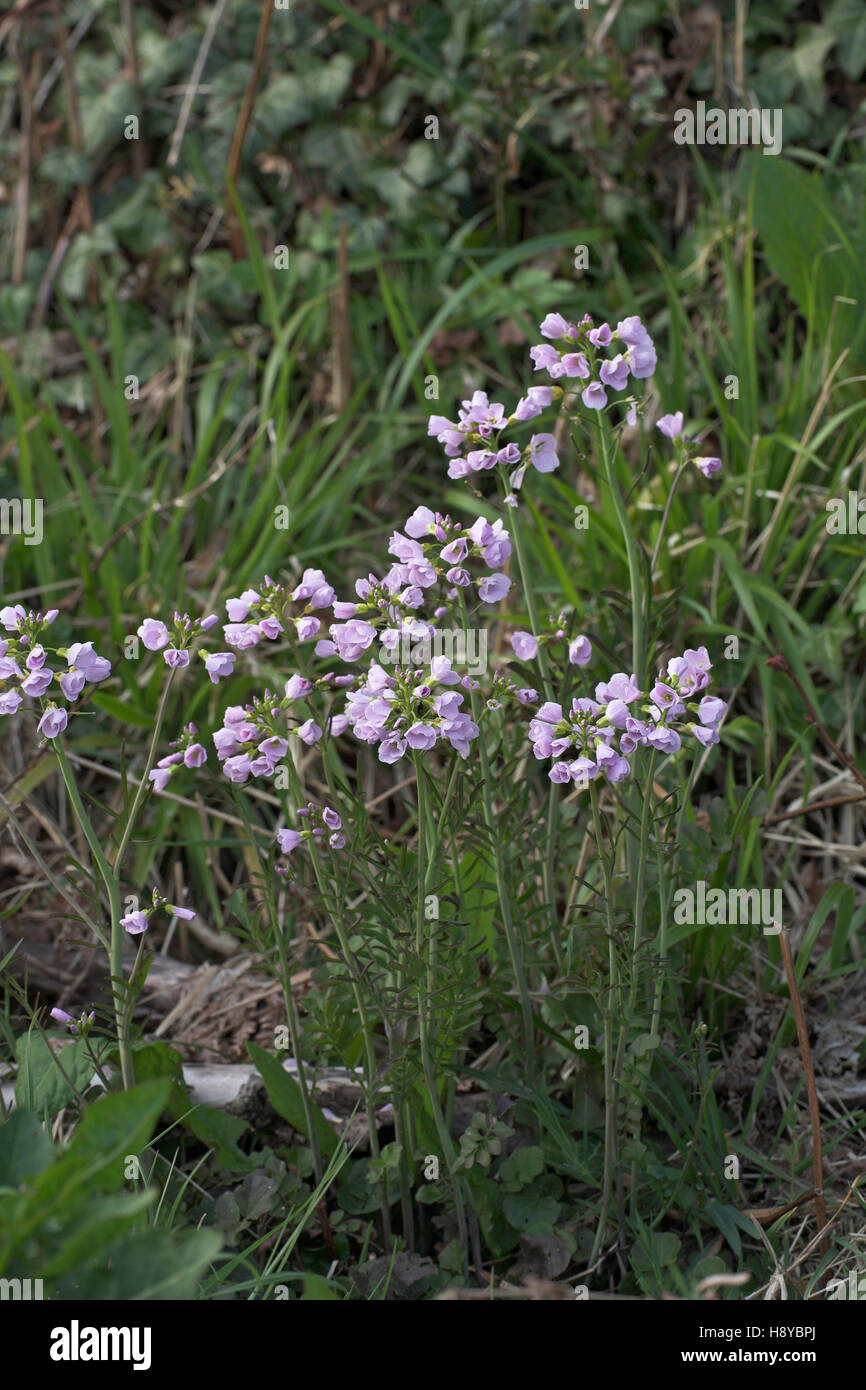Cuckoo flower Cardamine pratensis Sussex England Stock Photo - Alamy