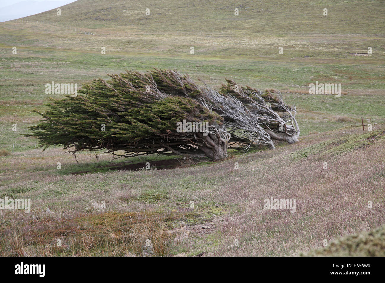 Cupressus macrocarpa monterey cypress hi-res stock photography and ...