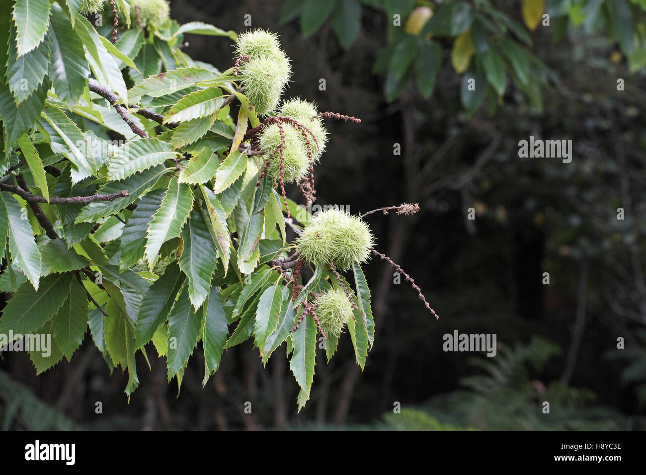 Sweet chestnut Castanea sativa fruit Stock Photo - Alamy