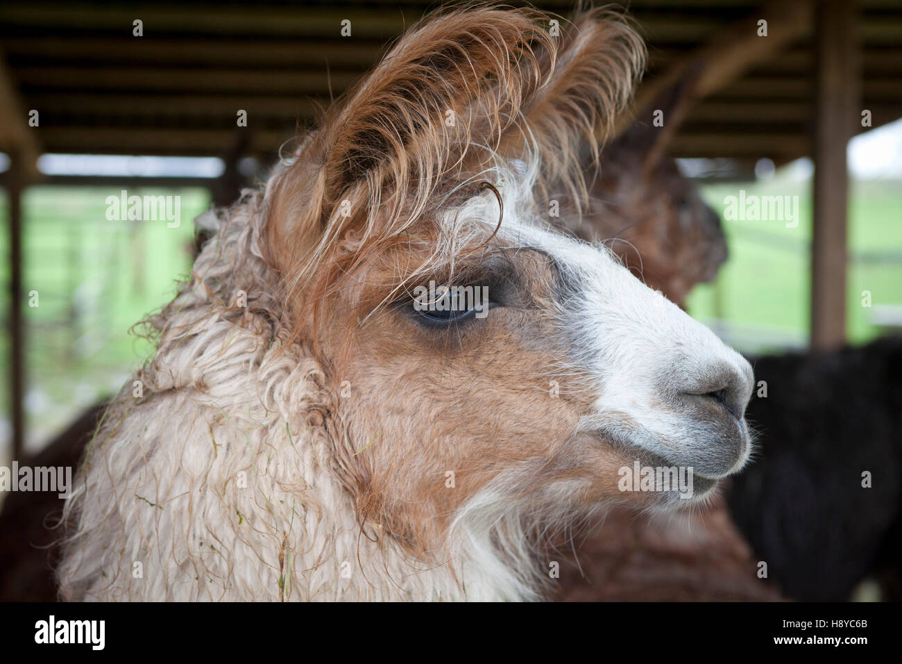 Llama llamas hi-res stock photography and images - Alamy