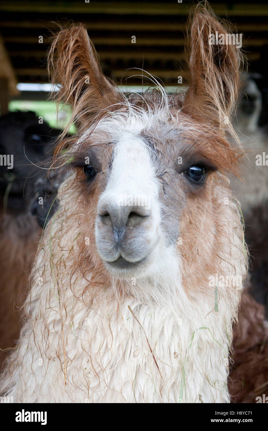 Europa, Deutschland, Lama (Lama glama). Europe, Germany, Llama, (Lama ...
