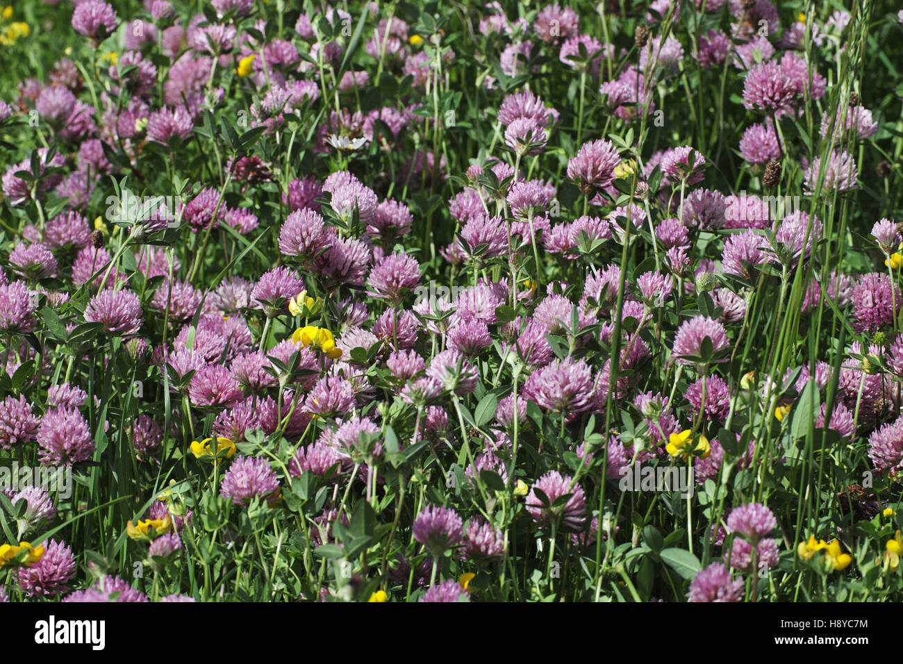 Yellow clover flower hi-res stock photography and images - Alamy