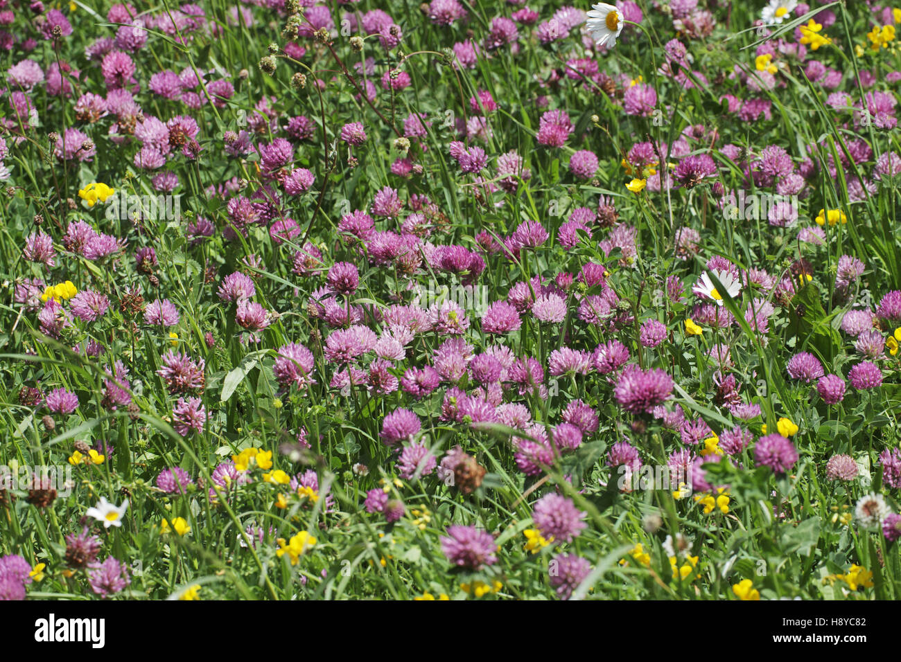 Red clover hi-res stock photography and images - Alamy