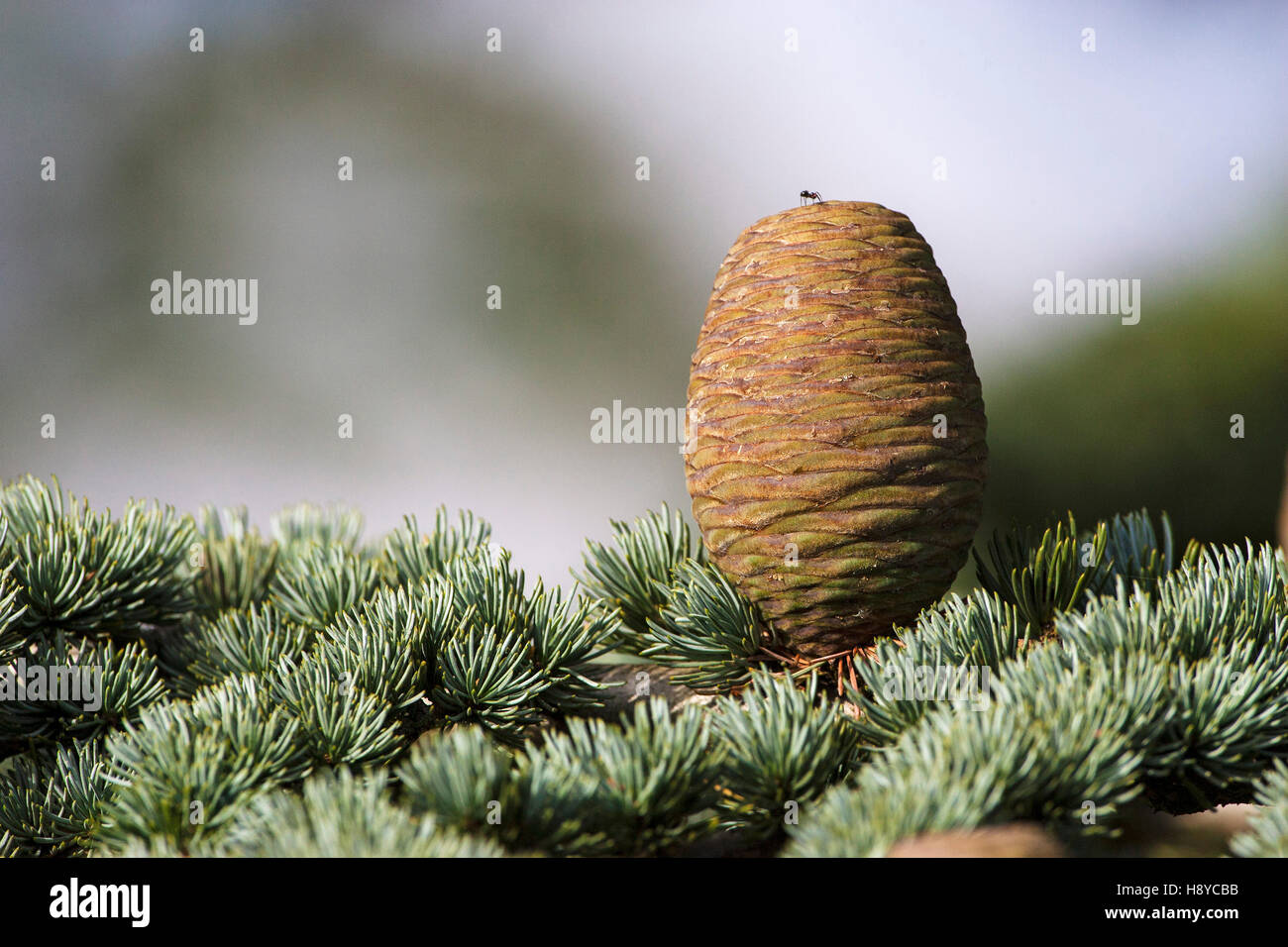 Blue atlas cedar Cedar atlantica glauca cone with ant on top The Hayes ...