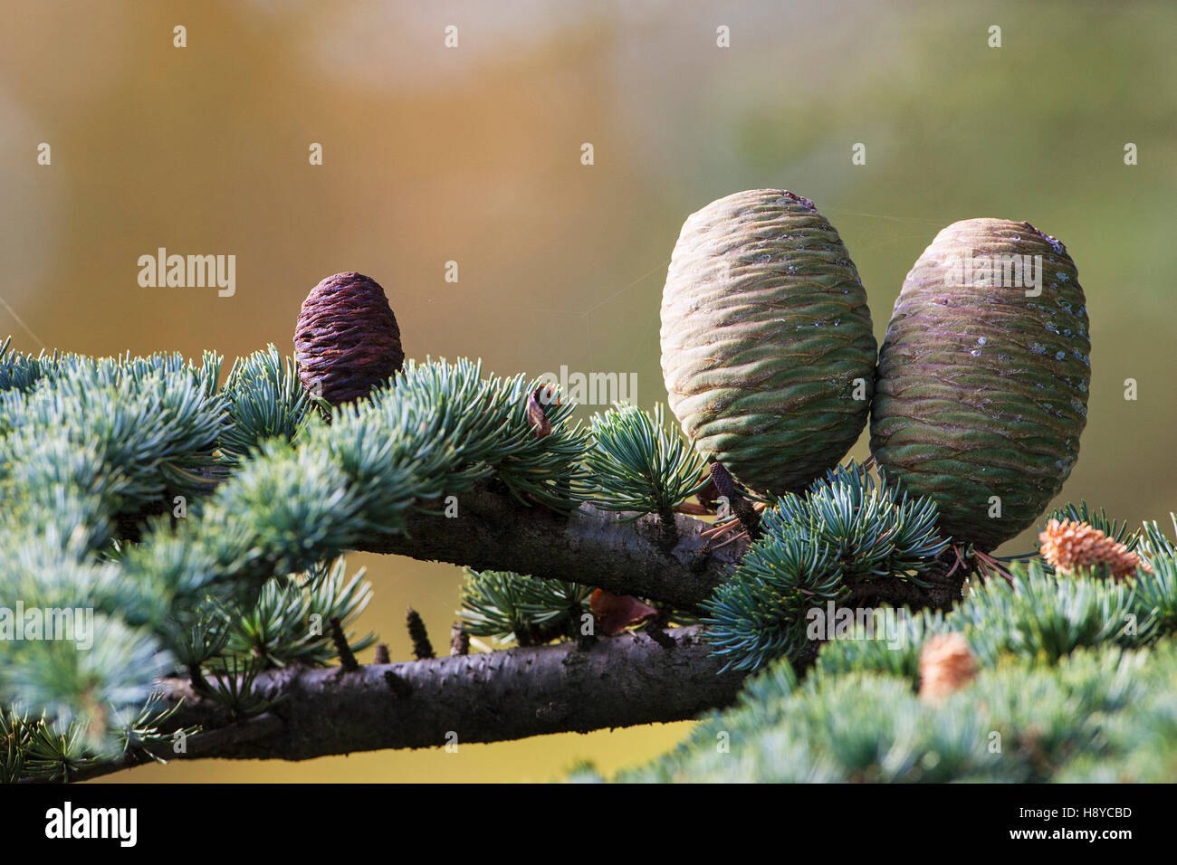 Blue atlas cedar Cedar atlantica glauca cones The Hayes Conference ...