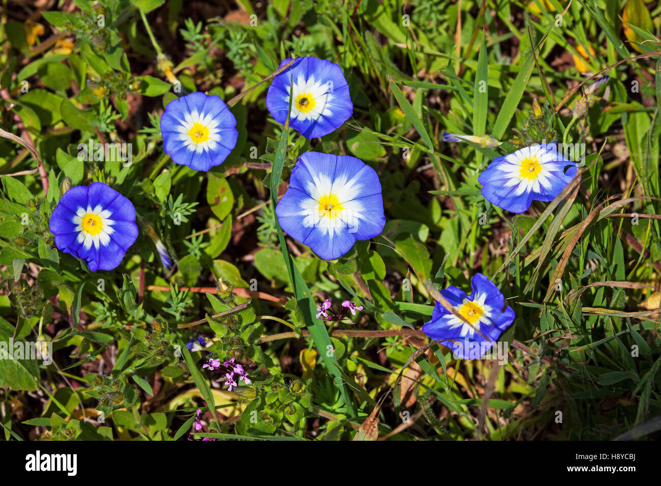Convolvulus blue flowers convolvulus hi-res stock photography and ...