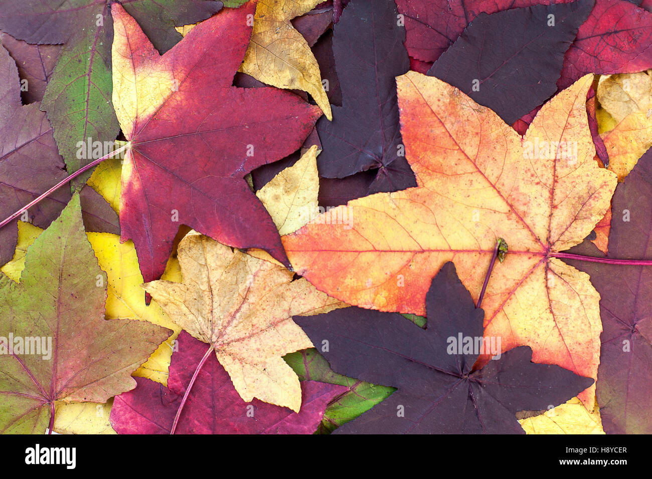 Fall objects hi-res stock photography and images - Alamy