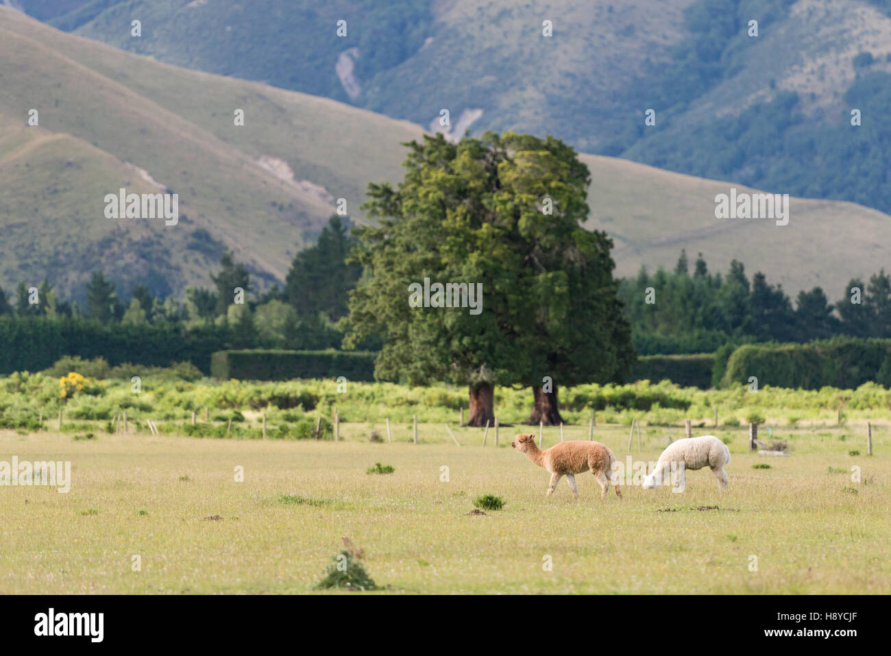 Two alpacas on the meadow, New Zealand's South Island Stock Photo - Alamy