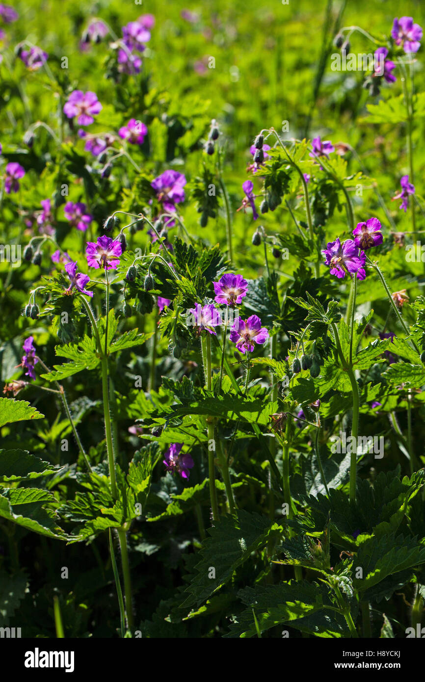 Dusky cranesbill Geranium phaeum near the Col de Vassieux Vercors ...