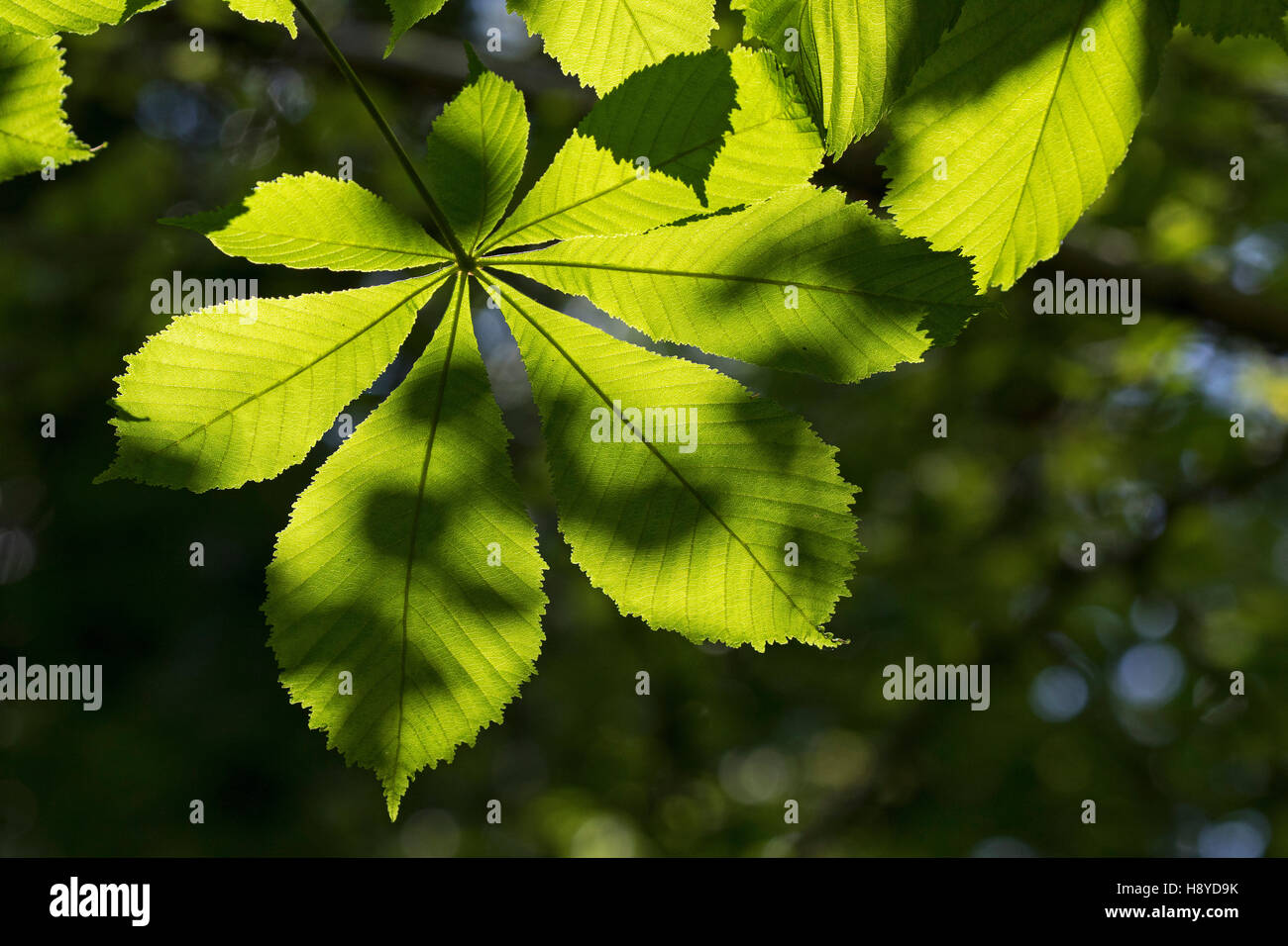 Horse chestnut Aesculus huppocastanum leaves back lit by early morning ...