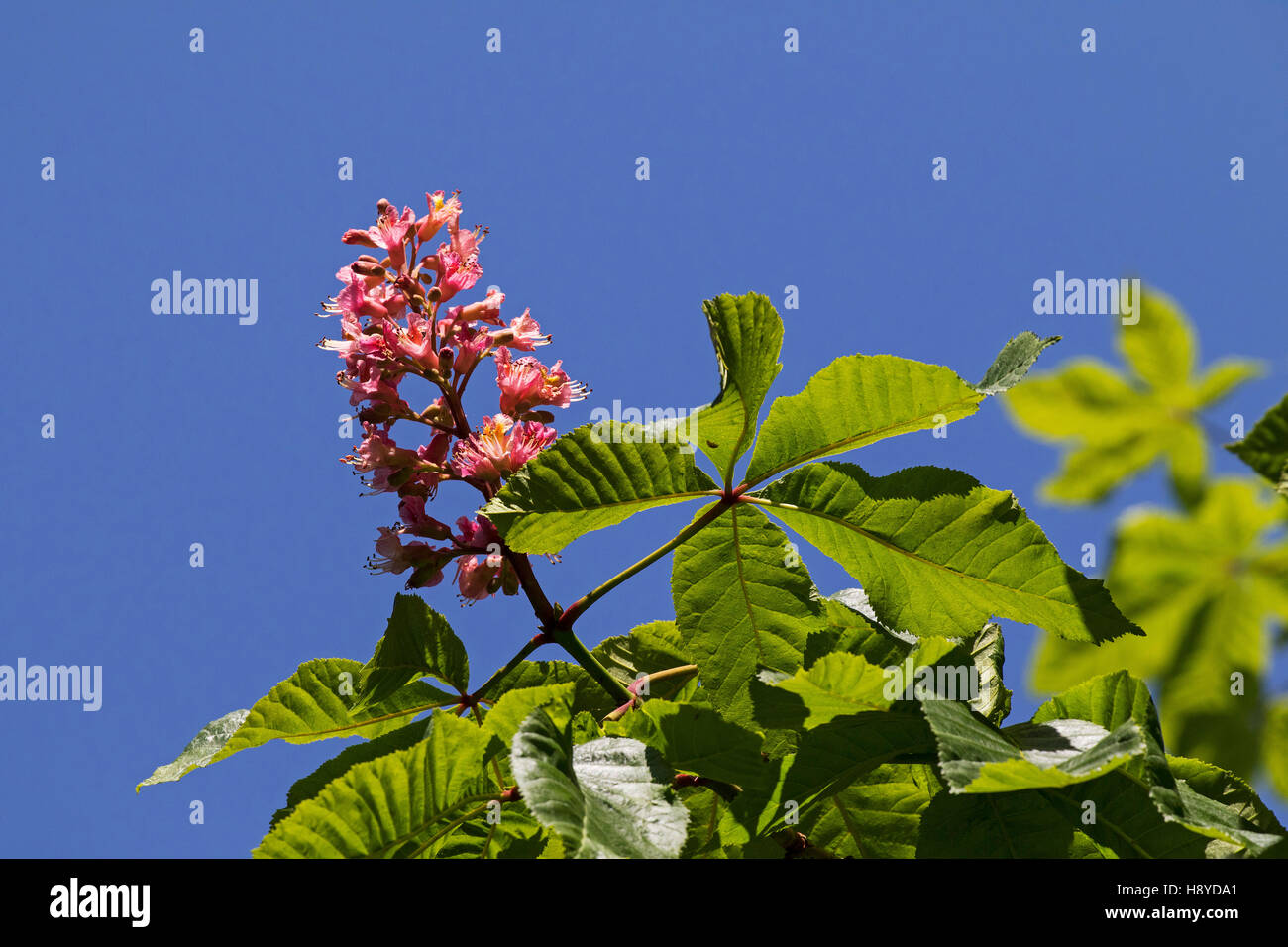 Horse chestnut Aesculus huppocastanum in flower Chappetts Copse ...
