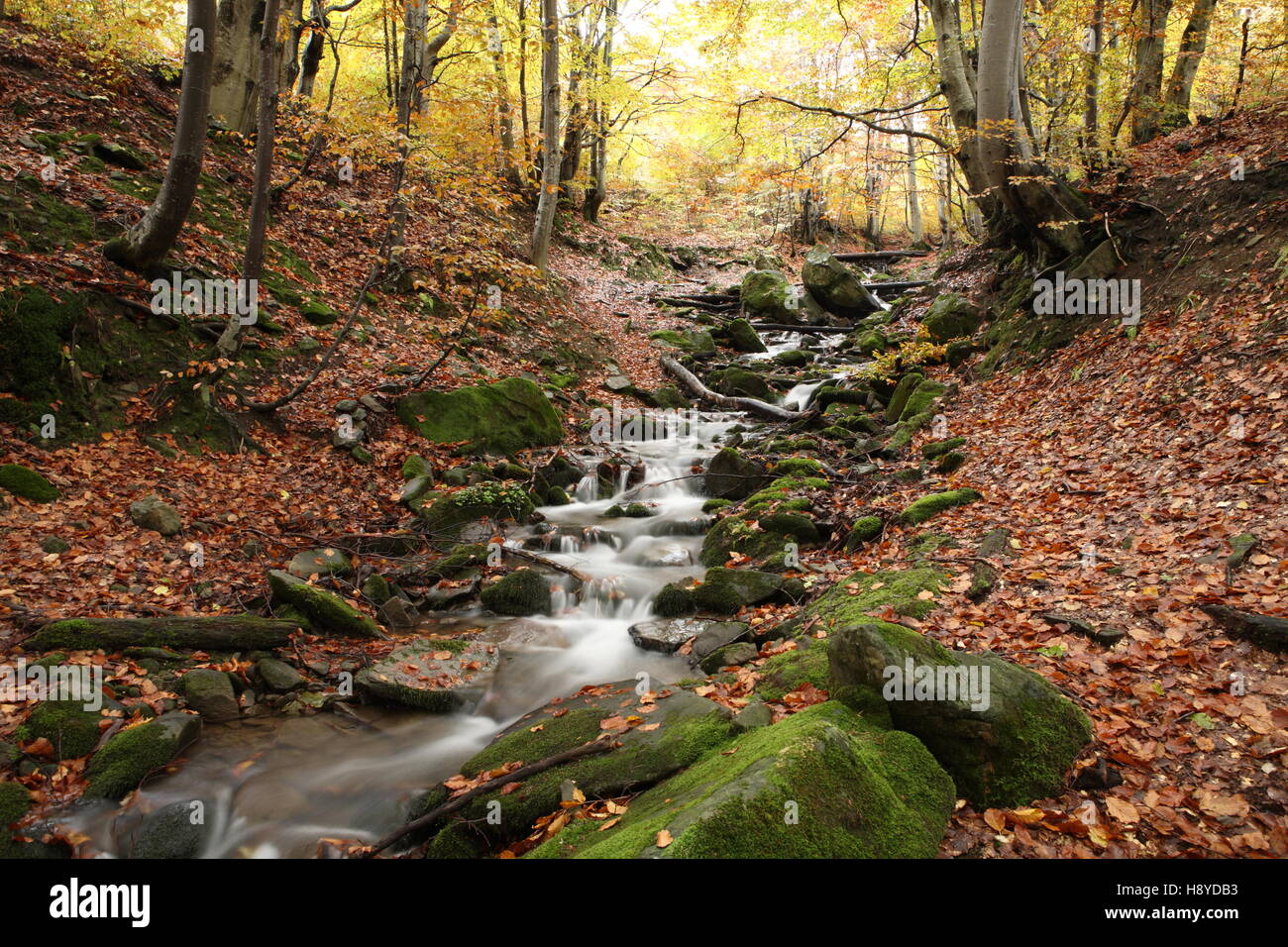 Stream in beech forest in a golden autumn in the Carpathians Stock ...