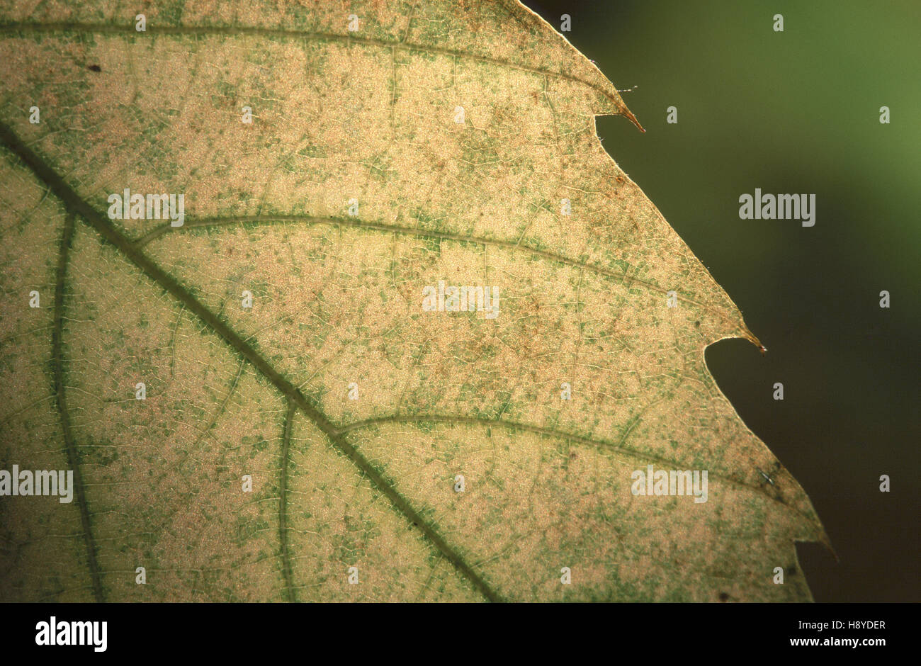 Castanea sativa leaves hi-res stock photography and images - Alamy