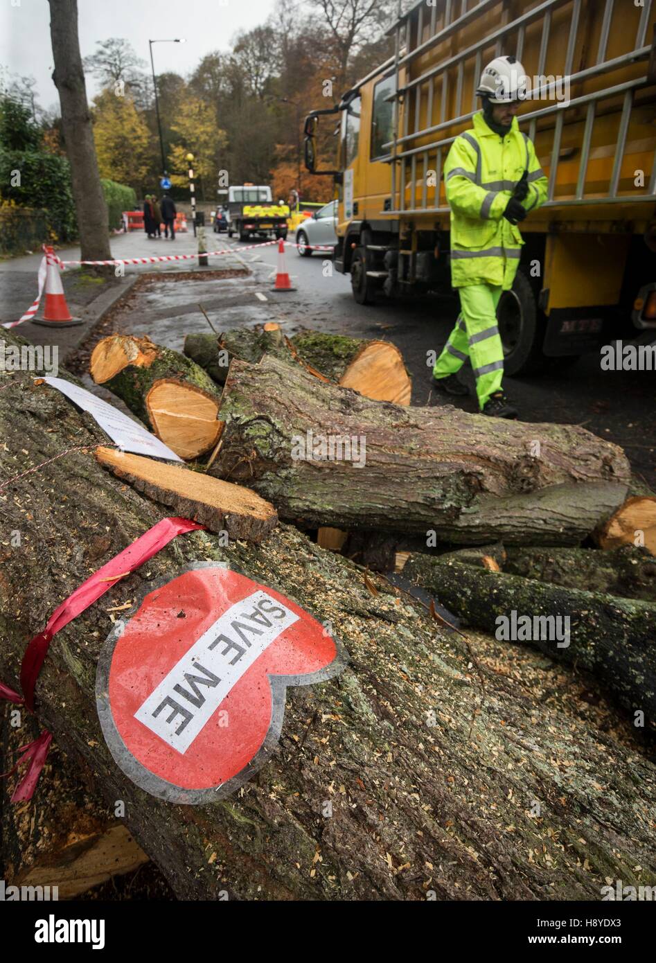 Sheffield trees cutting hi-res stock photography and images - Alamy