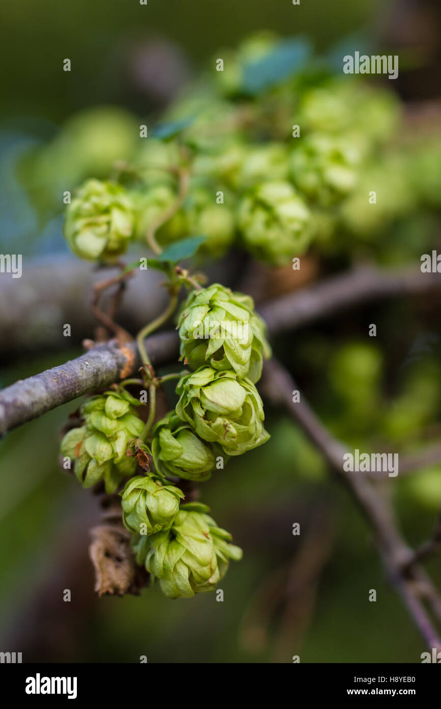 A photo of the hops farm Stock Photo - Alamy