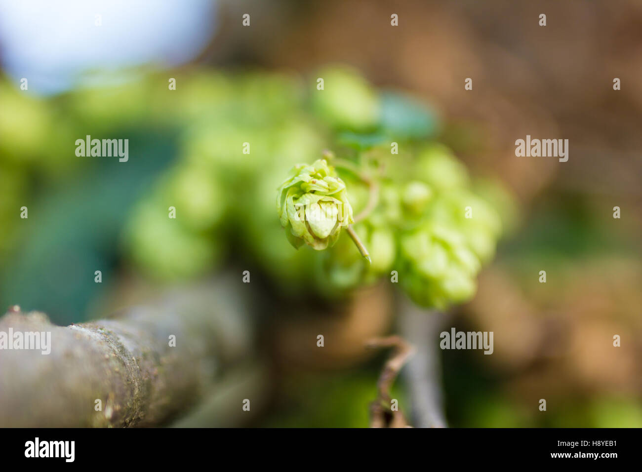 A photo of the hops farm Stock Photo - Alamy