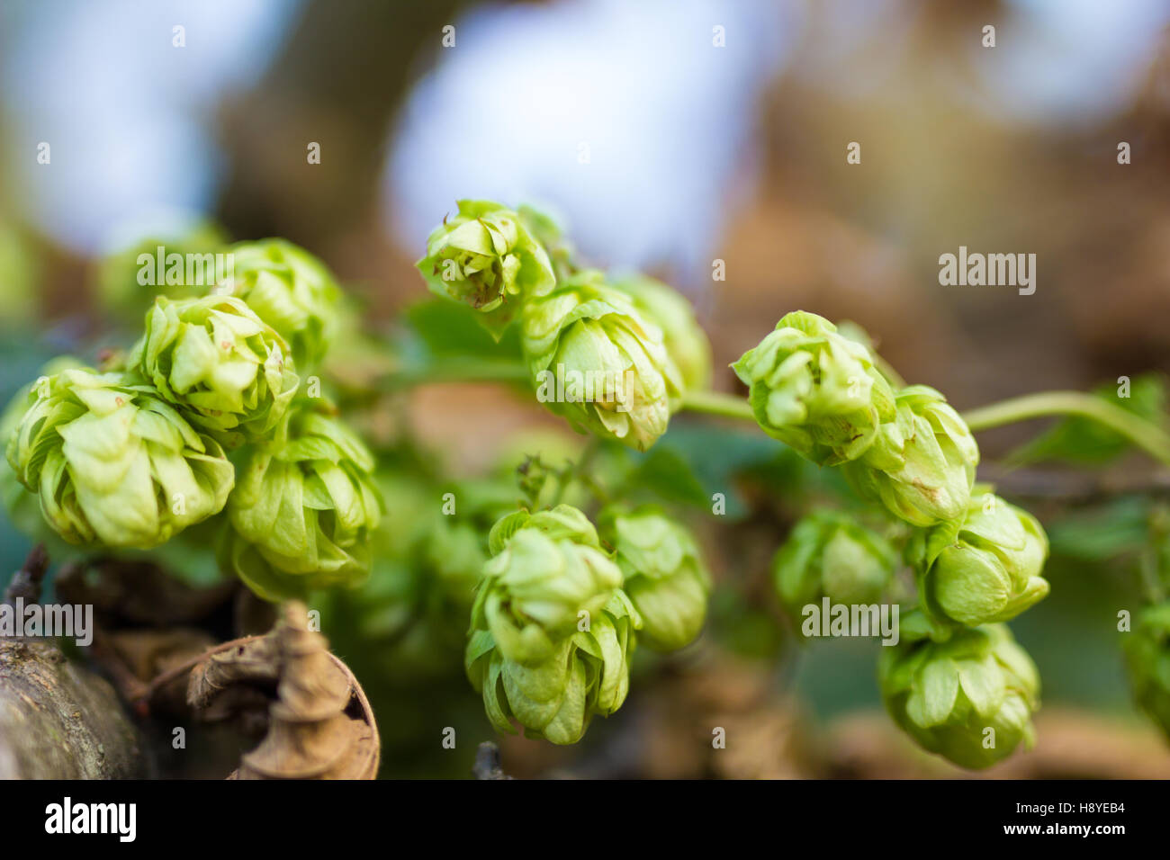 A photo of the hops farm Stock Photo - Alamy