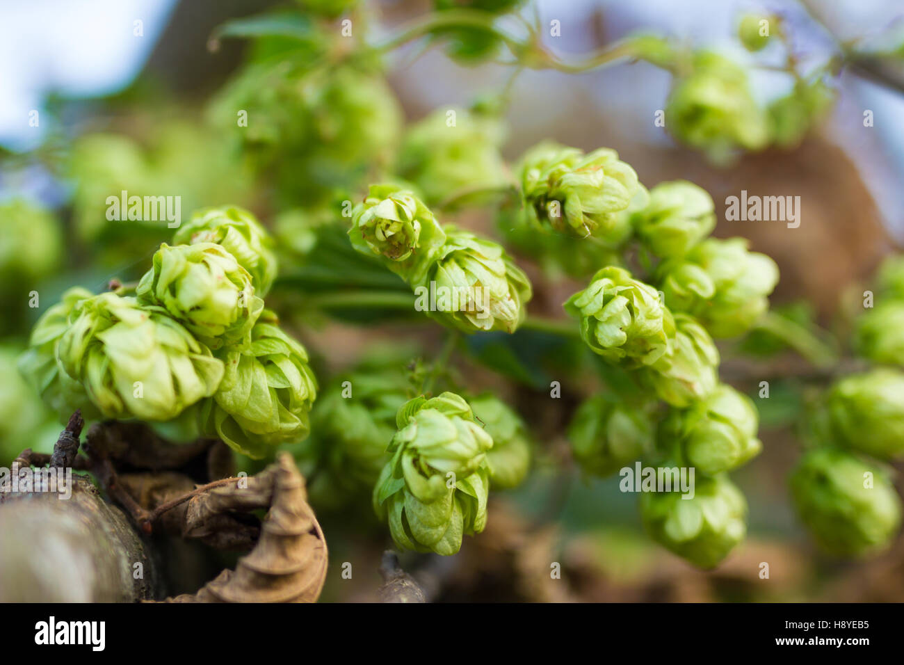 A photo of the hops farm Stock Photo - Alamy