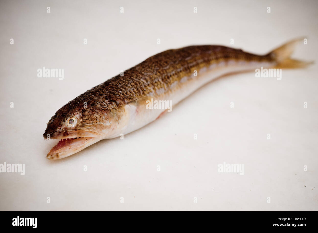 Atlantic lizardfish hi-res stock photography and images - Alamy