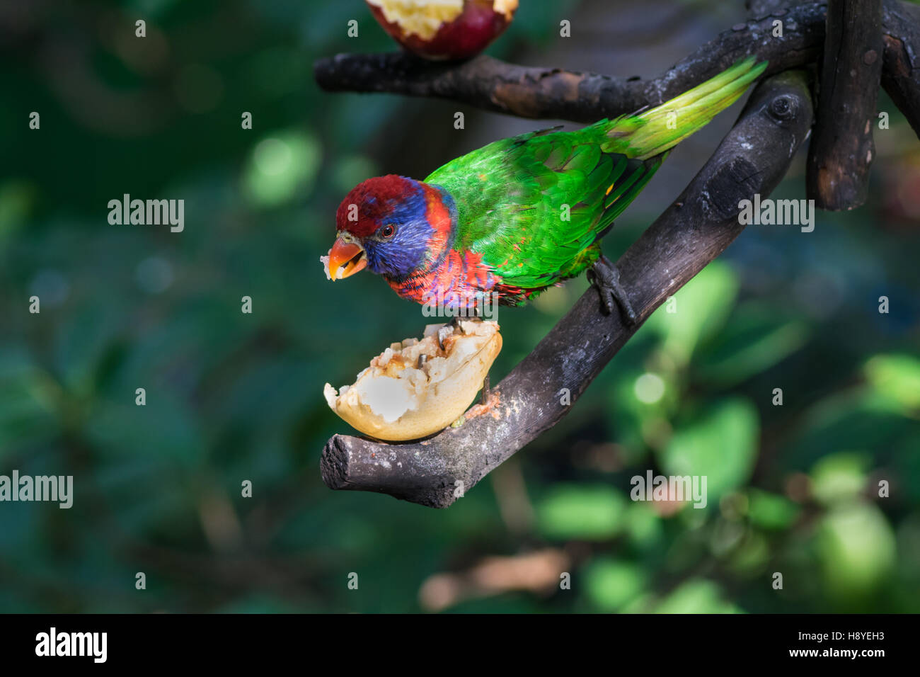 Black bird eating fruit hi-res stock photography and images - Alamy