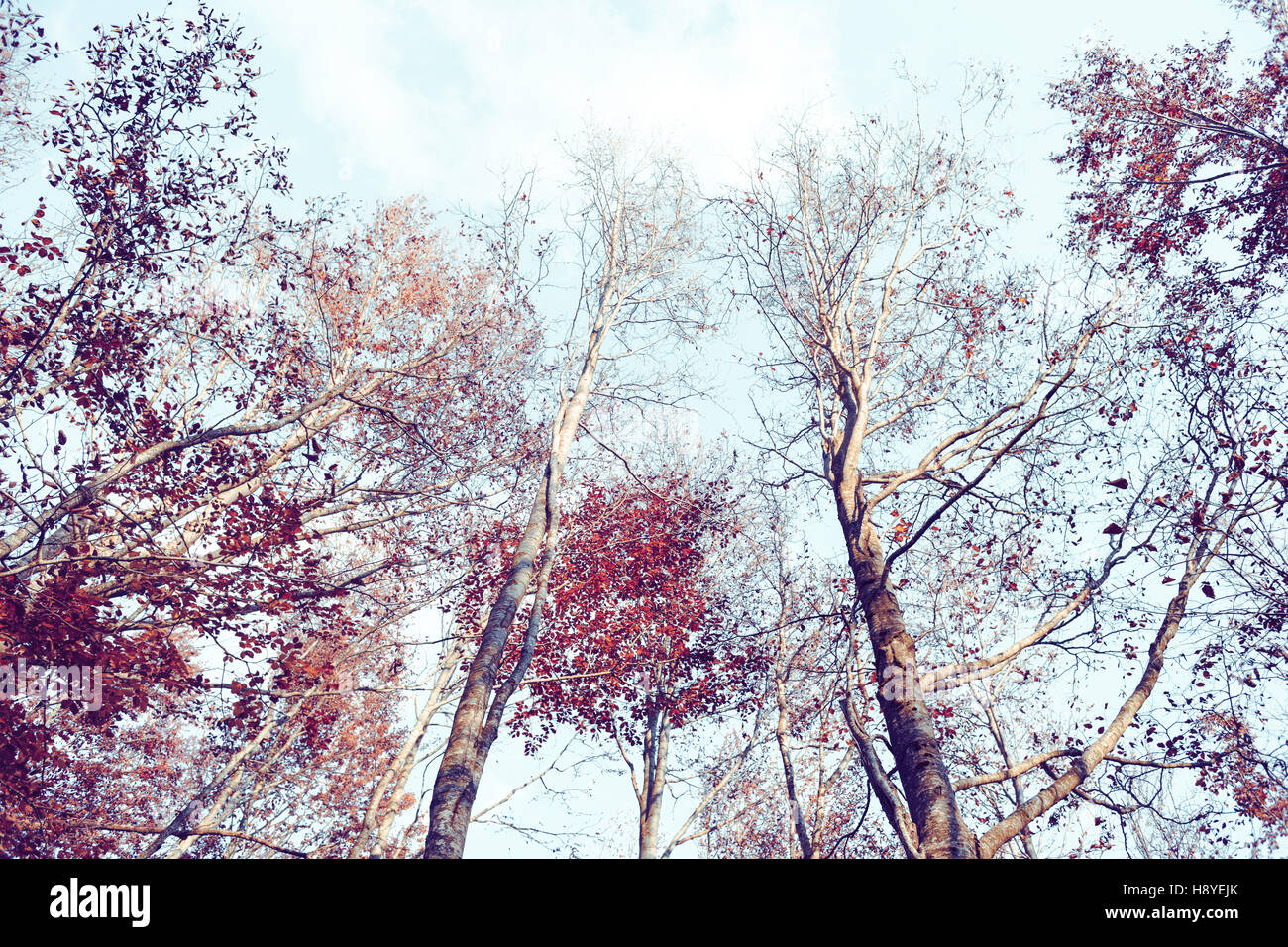 Wide view through trees hi-res stock photography and images - Alamy