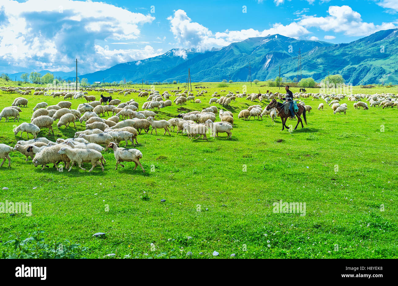 The shepherd expels the herd of sheep and goats on the juicy pasture in ...