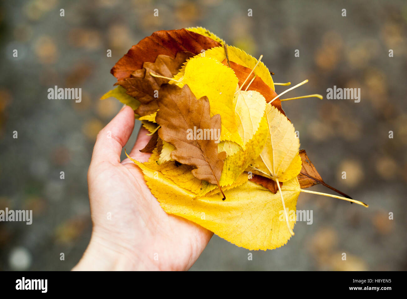Hand holding leaves hi-res stock photography and images - Alamy