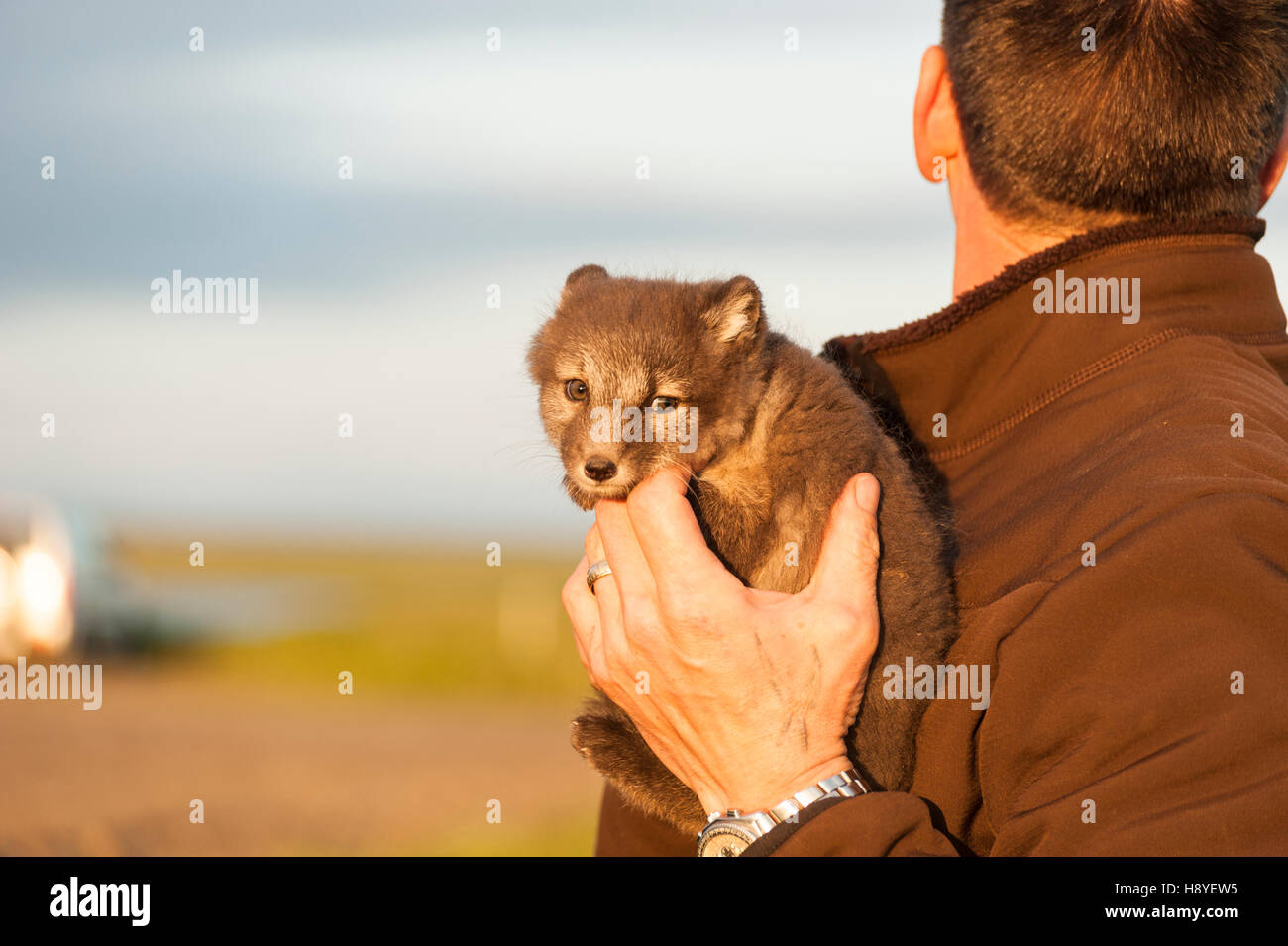 Arctic fox to a human hi-res stock photography and images - Alamy