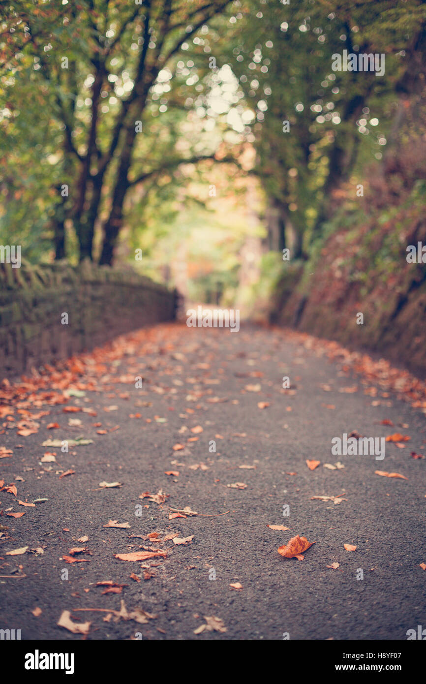 Low angle view of a path through woods Stock Photo - Alamy