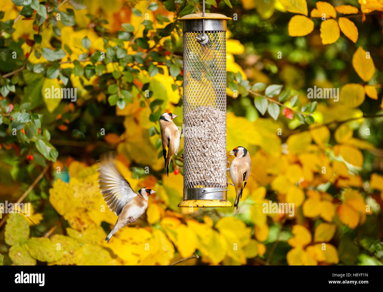 Three birds in garden uk hi-res stock photography and images - Alamy