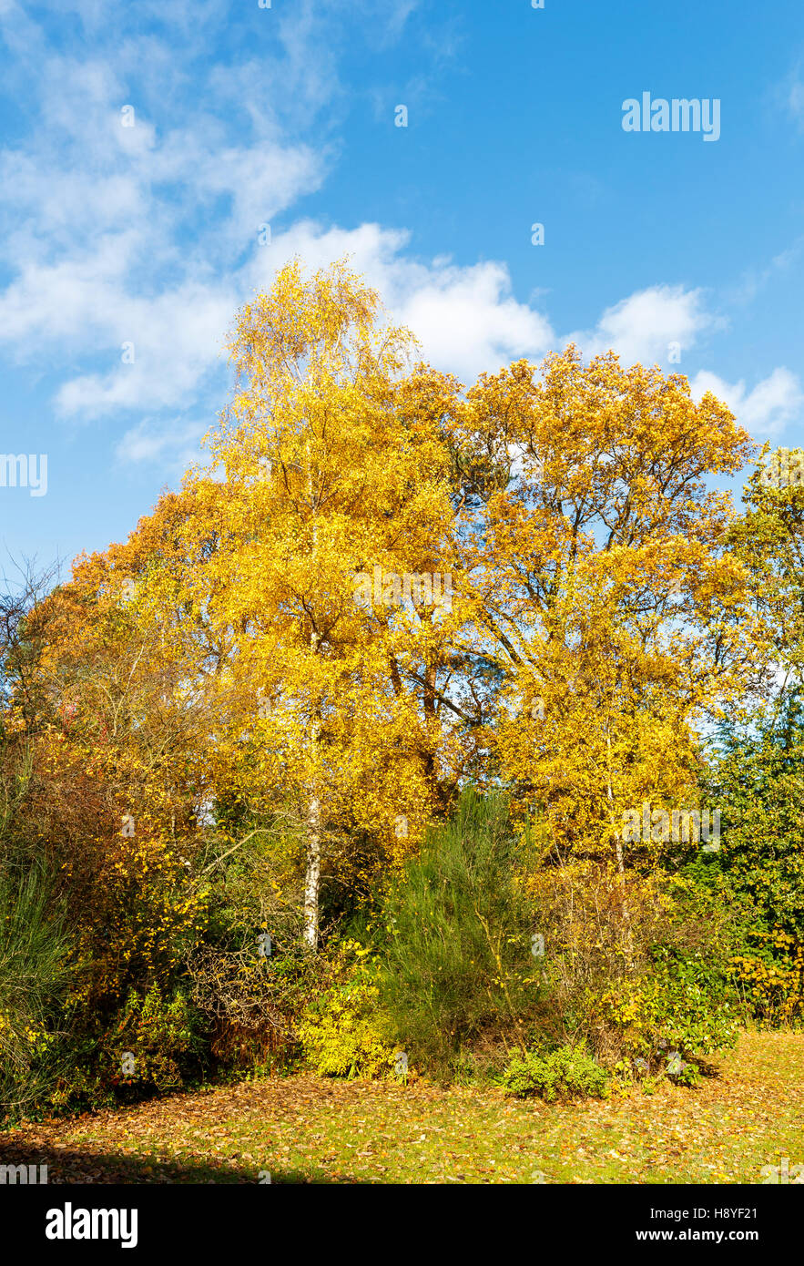 Silver birch (Betula pendula) and English oak (Quercus robur) trees in ...