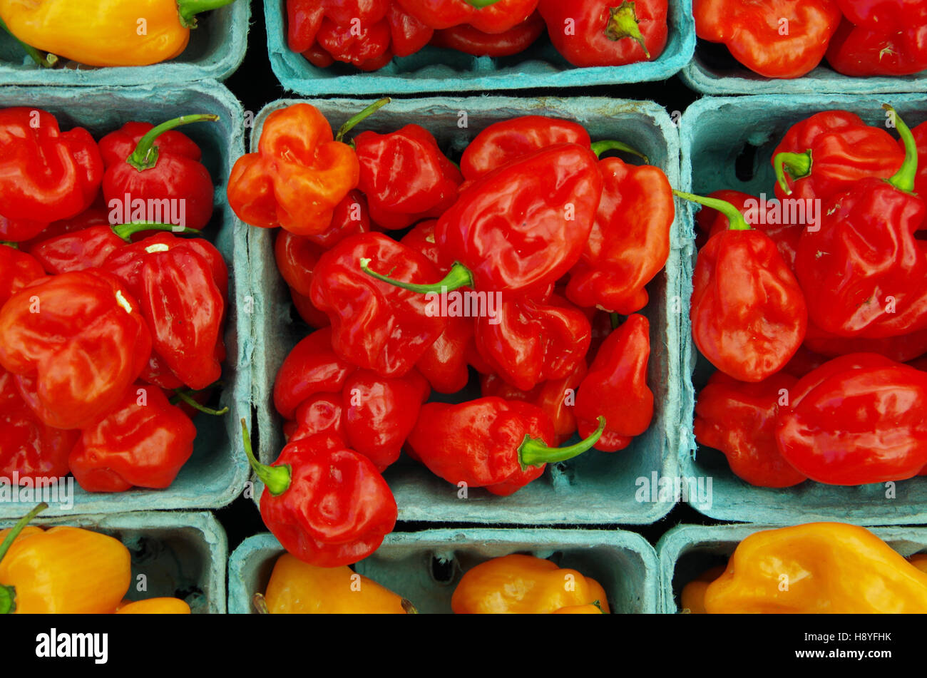 Hot spicy habanero peppers hi-res stock photography and images - Alamy